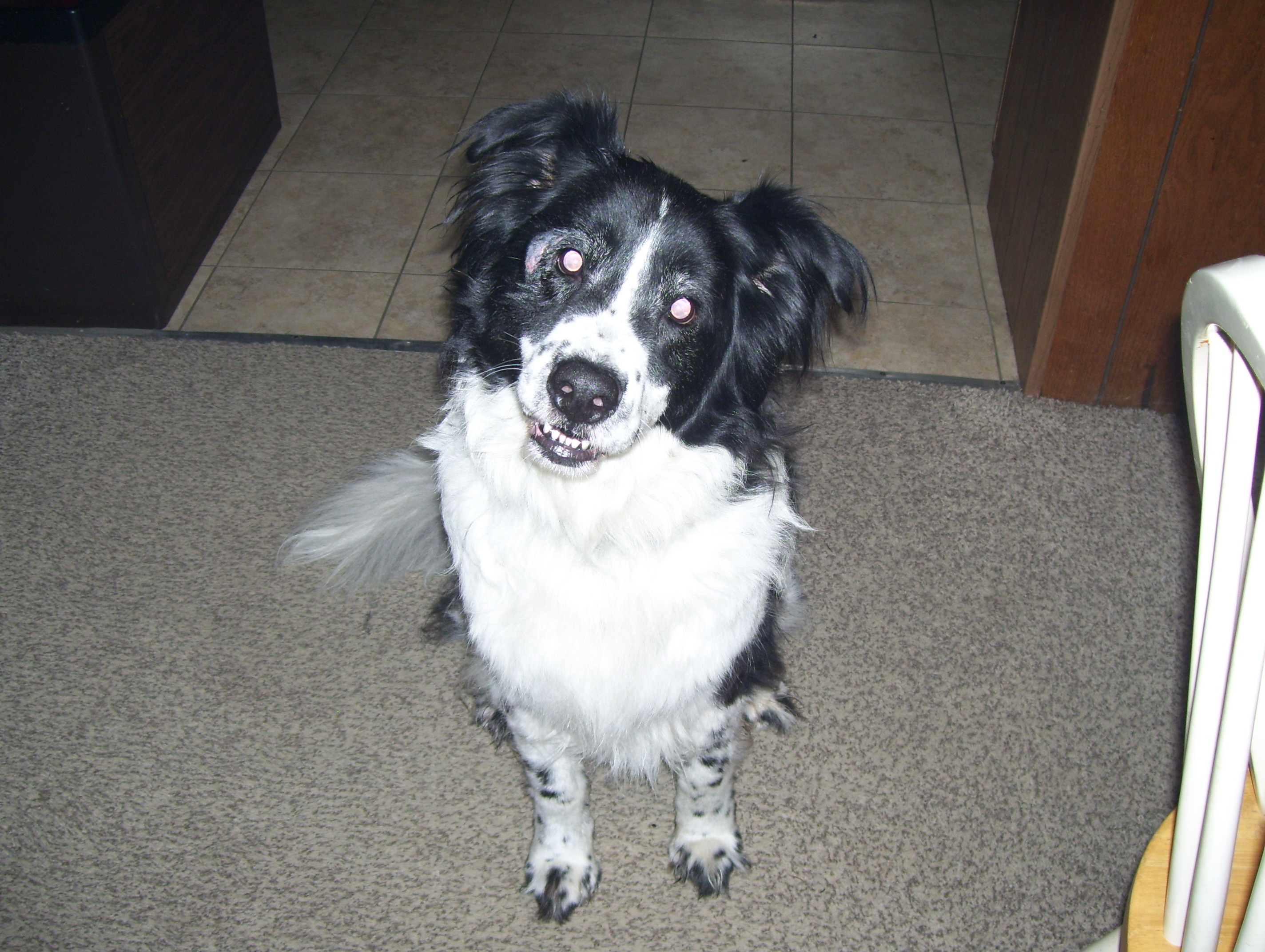 Buster, Border Collie, 10yr